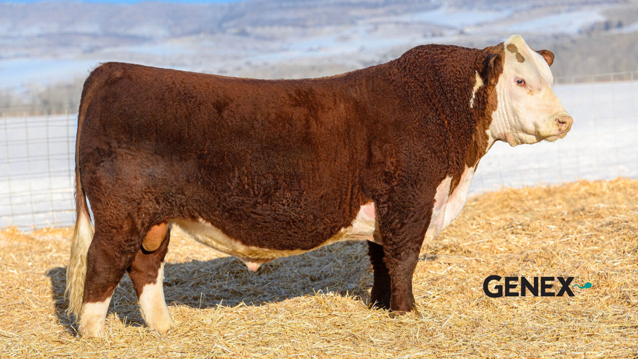 Red Thunder | Polled Hereford | Urugen
