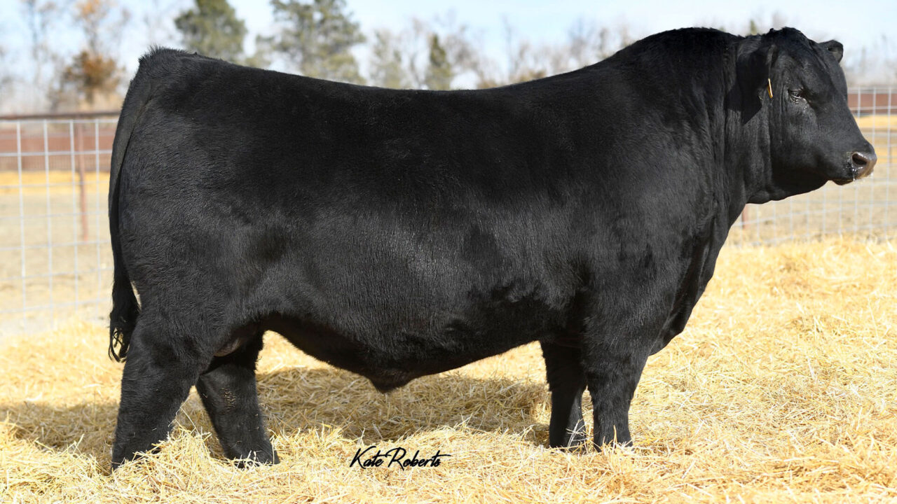 Magnify | Angus Negro | Urugen