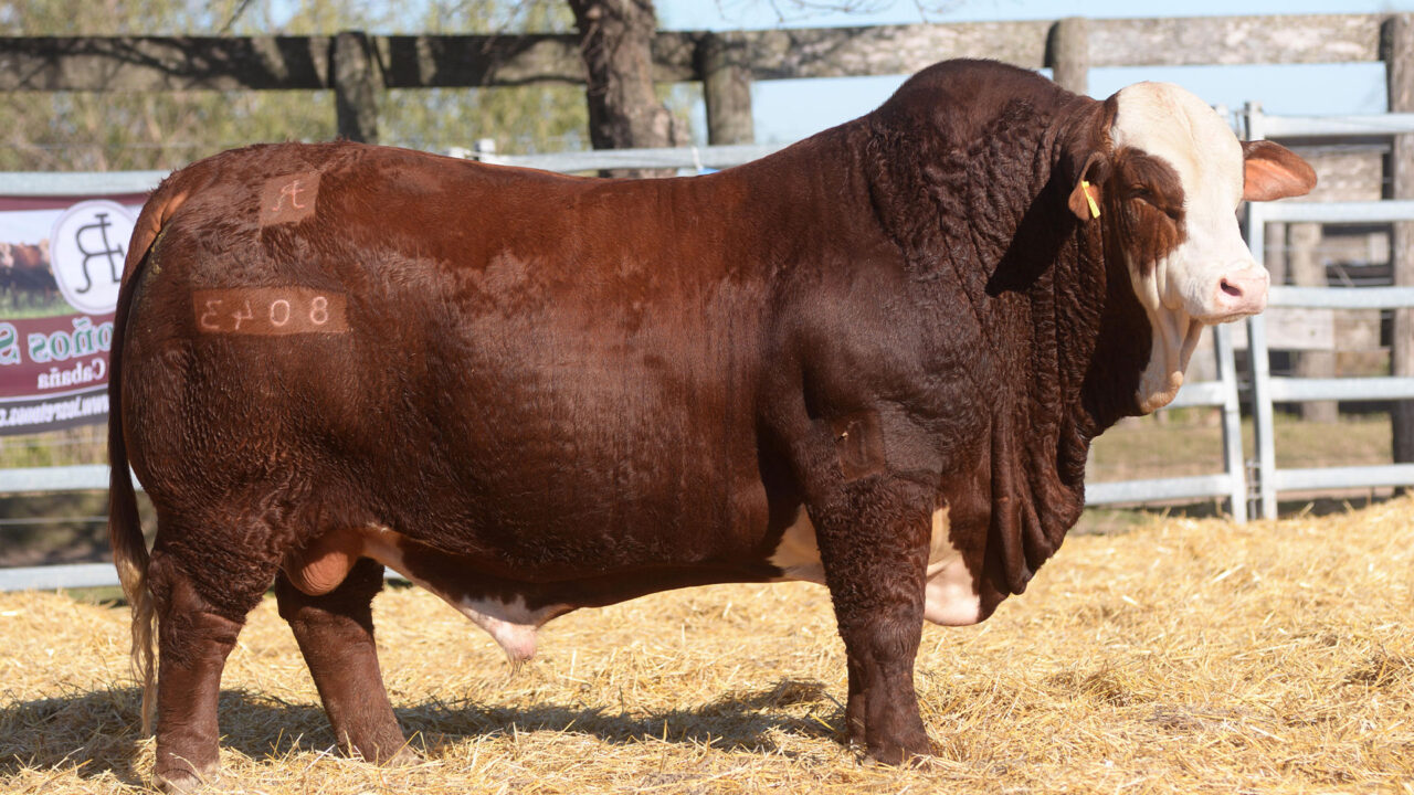 Fortachon | Bradford | Urugen